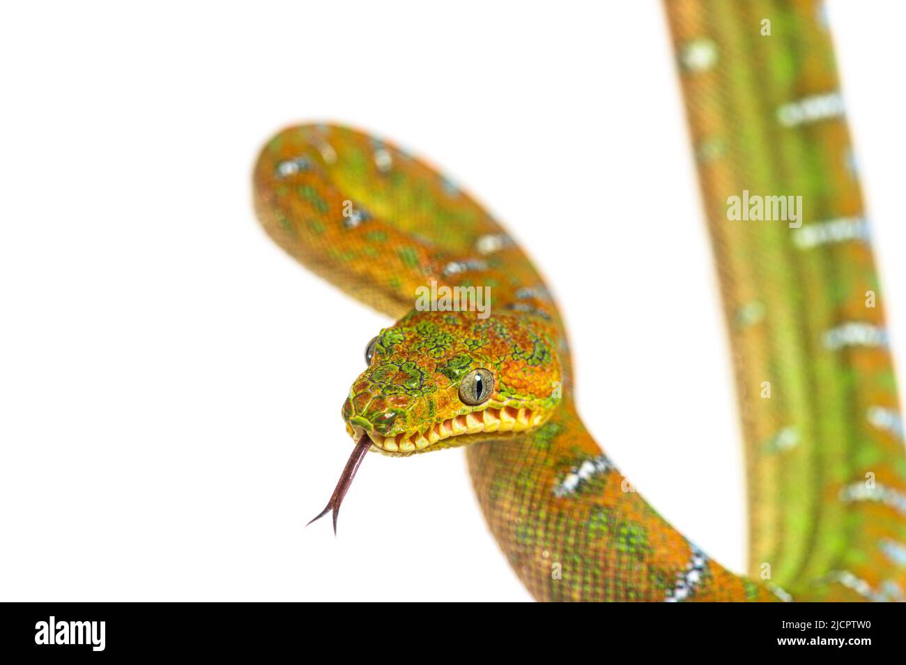 head shot of Juvenile Emerald tree boa, sniffing with its tongue ...