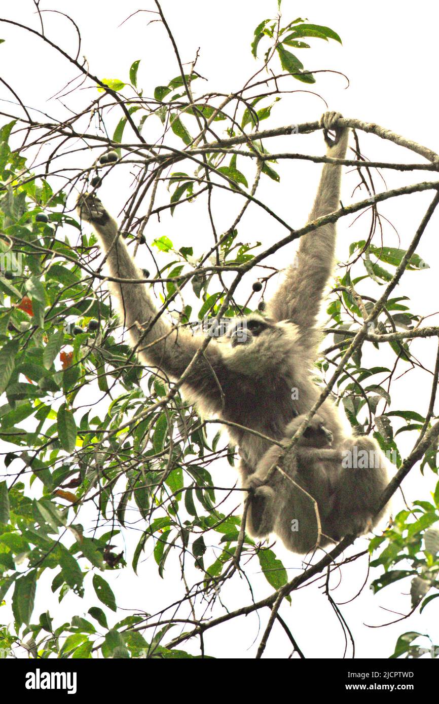 A female individual of Javan gibbon (Hylobates moloch, silvery gibbon ...