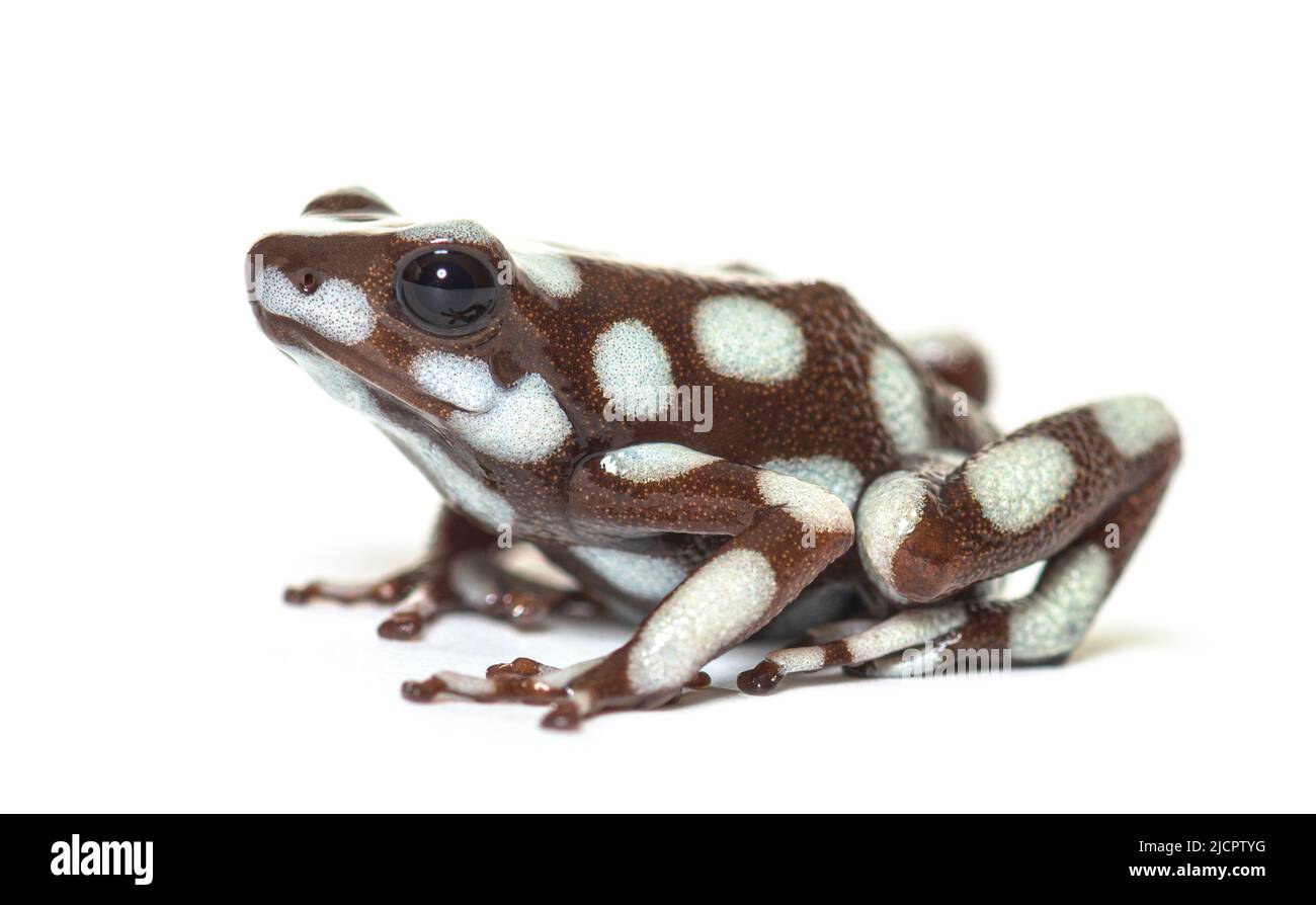 Excidobates mysteriosus hi-res stock photography and images - Alamy