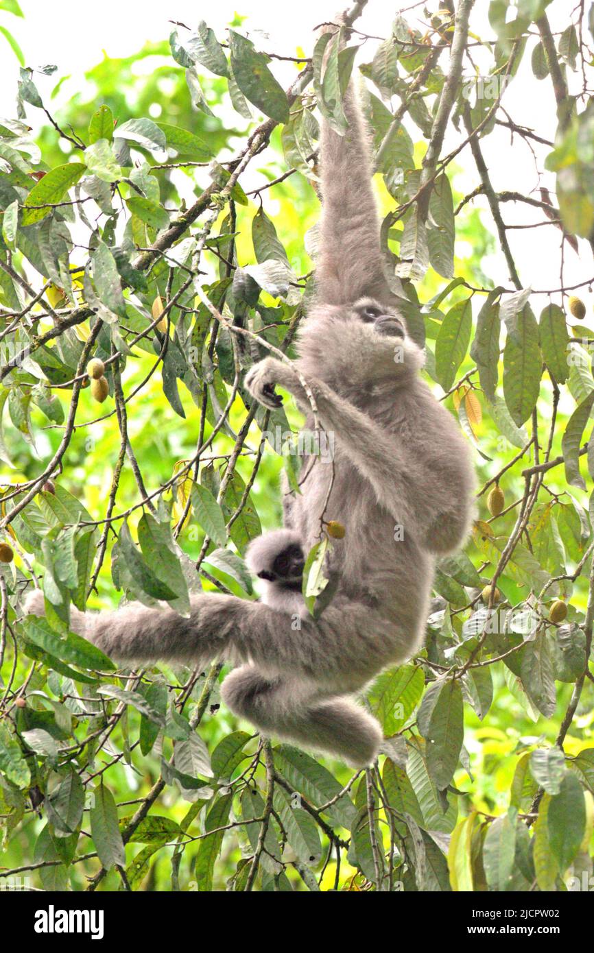 A female individual of Javan gibbon (Hylobates moloch, silvery gibbon ...