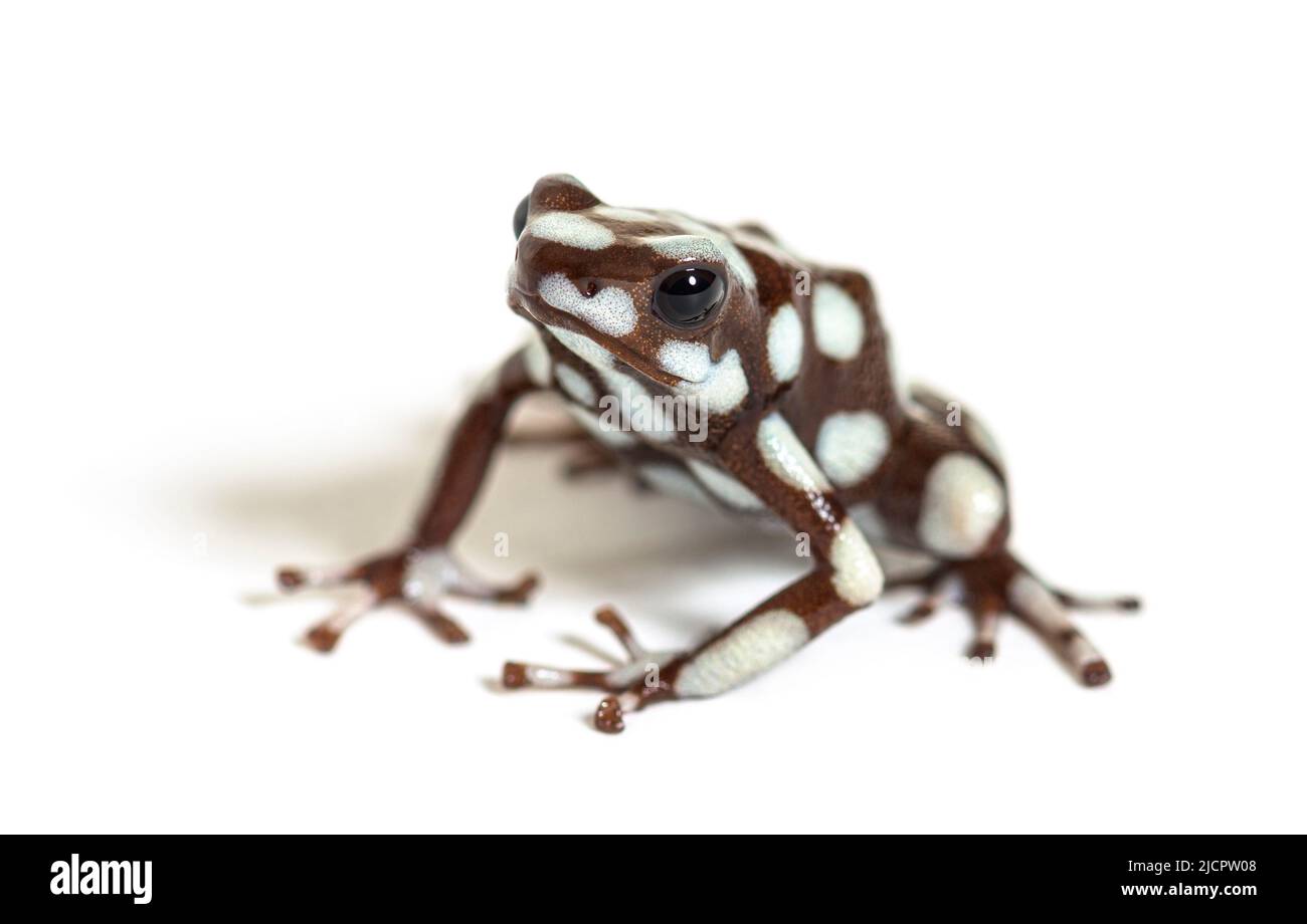 Maranon poison frog; dendro, Excidobates mysteriosus Stock Photo - Alamy