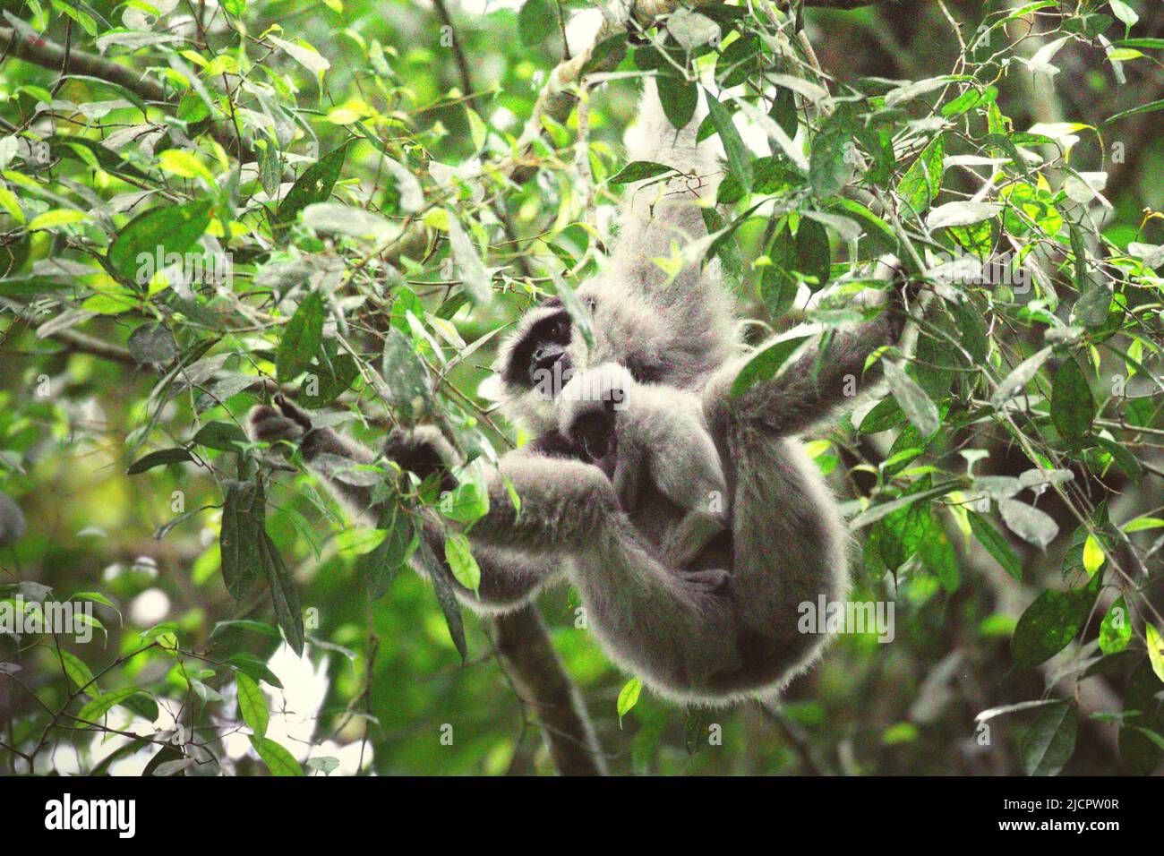 A female individual of Javan gibbon (Hylobates moloch, silvery gibbon ...