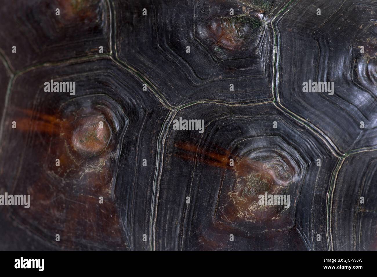Close-up on a Chinese stripe-necked turtle carapace, Mauremys sinensis ...
