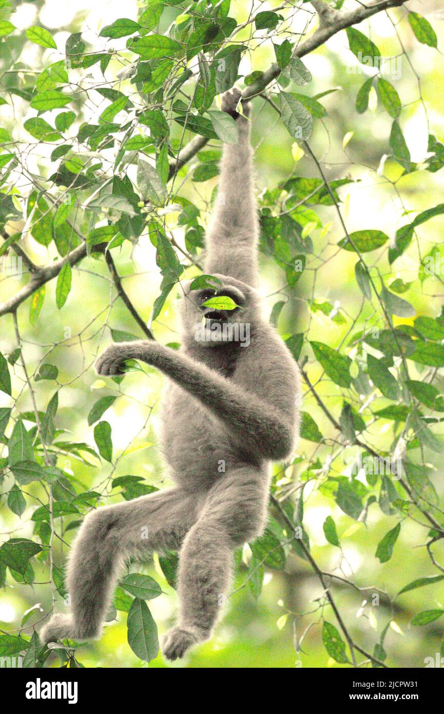 Gunung halimun salak national park hi-res stock photography and images ...