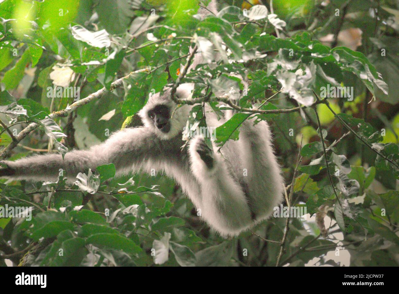 A Javan gibbon (Hylobates moloch, silvery gibbon) juvenile in Gunung ...