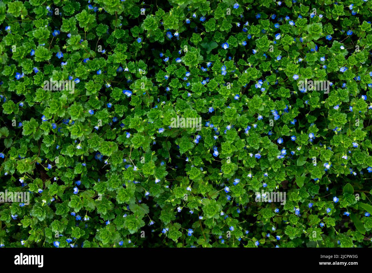 Spring grass texture with flowers, top view on field Stock Photo - Alamy