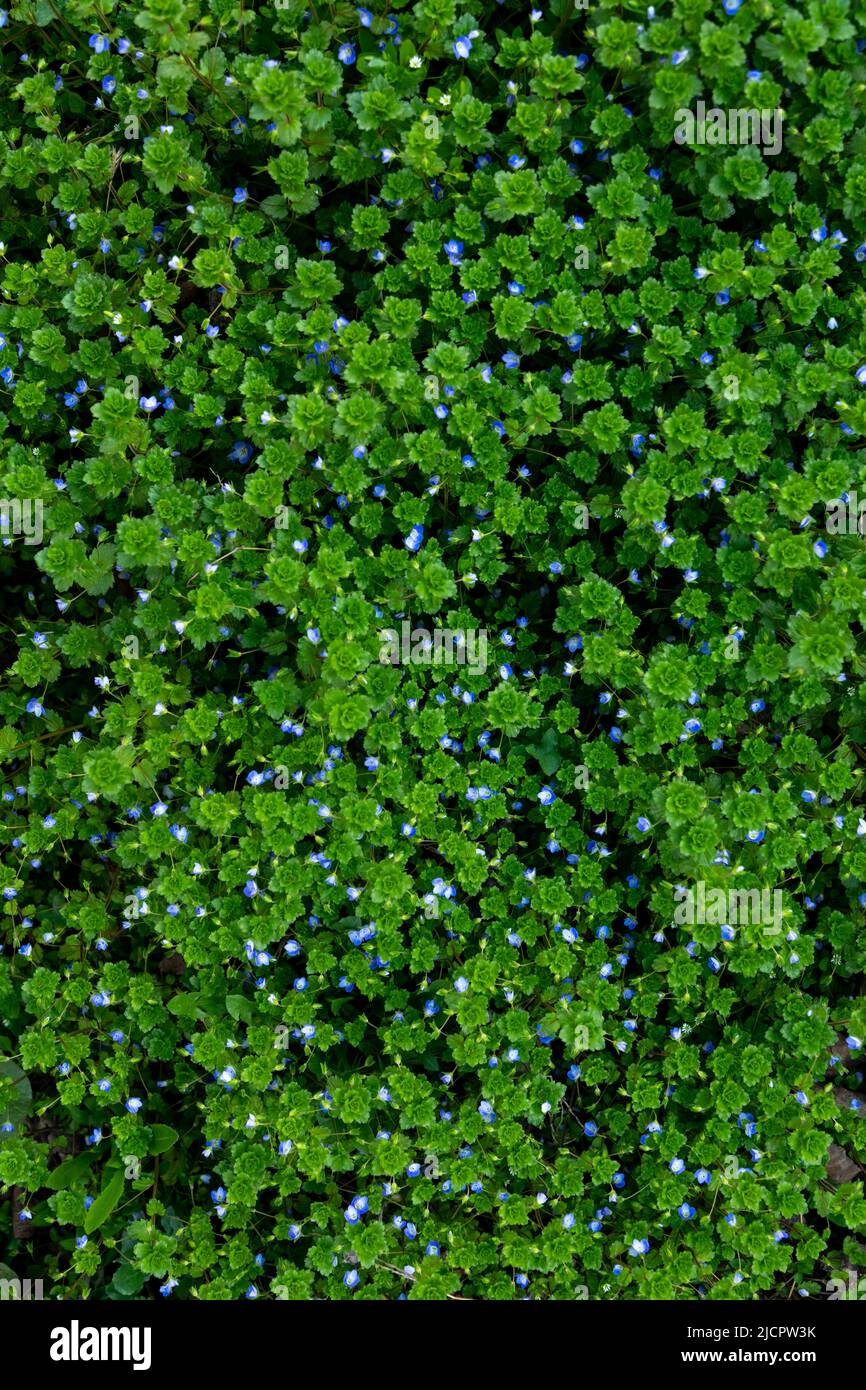 Spring grass texture with flowers, top view on field Stock Photo - Alamy