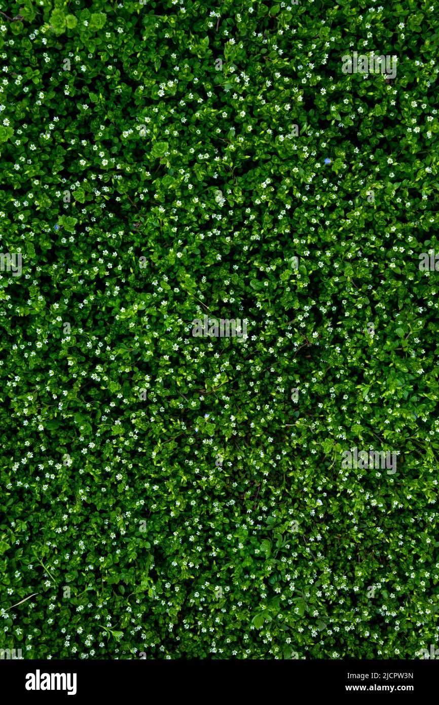 Spring grass texture with flowers, top view on field Stock Photo - Alamy