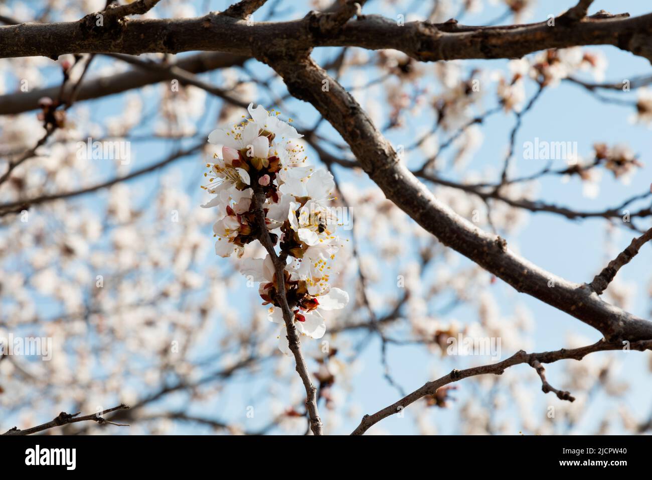 Bee collecting pollen on blossoming almond in early spring on a blue ...