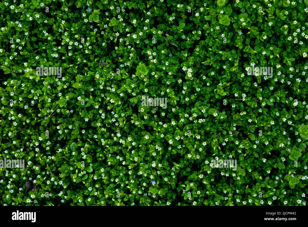 Spring grass texture with flowers, top view on field Stock Photo - Alamy