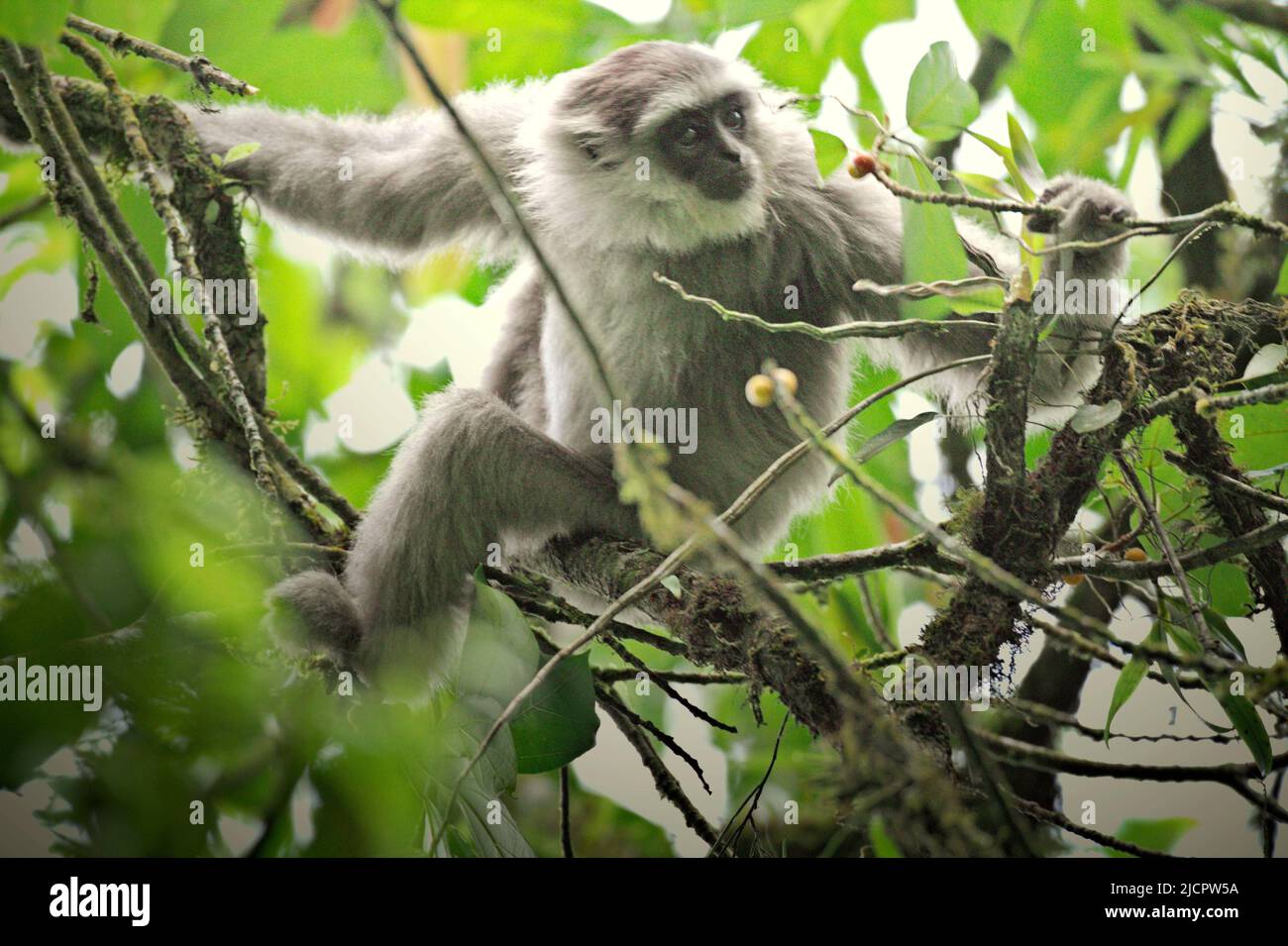A Javan gibbon (Hylobates moloch, silvery gibbon) eating fruits of a ...