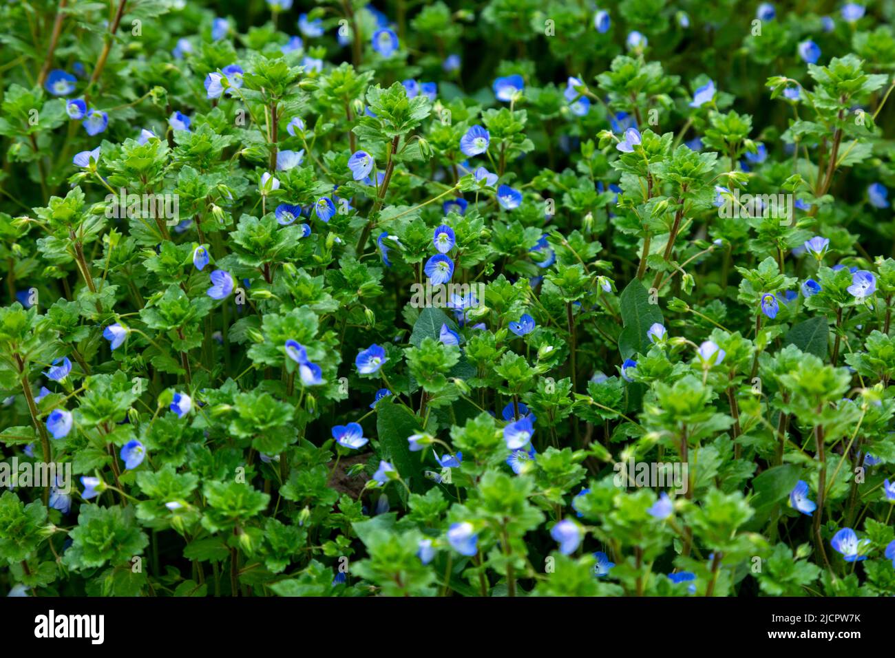 Spring grass texture with flowers, top view on field Stock Photo - Alamy