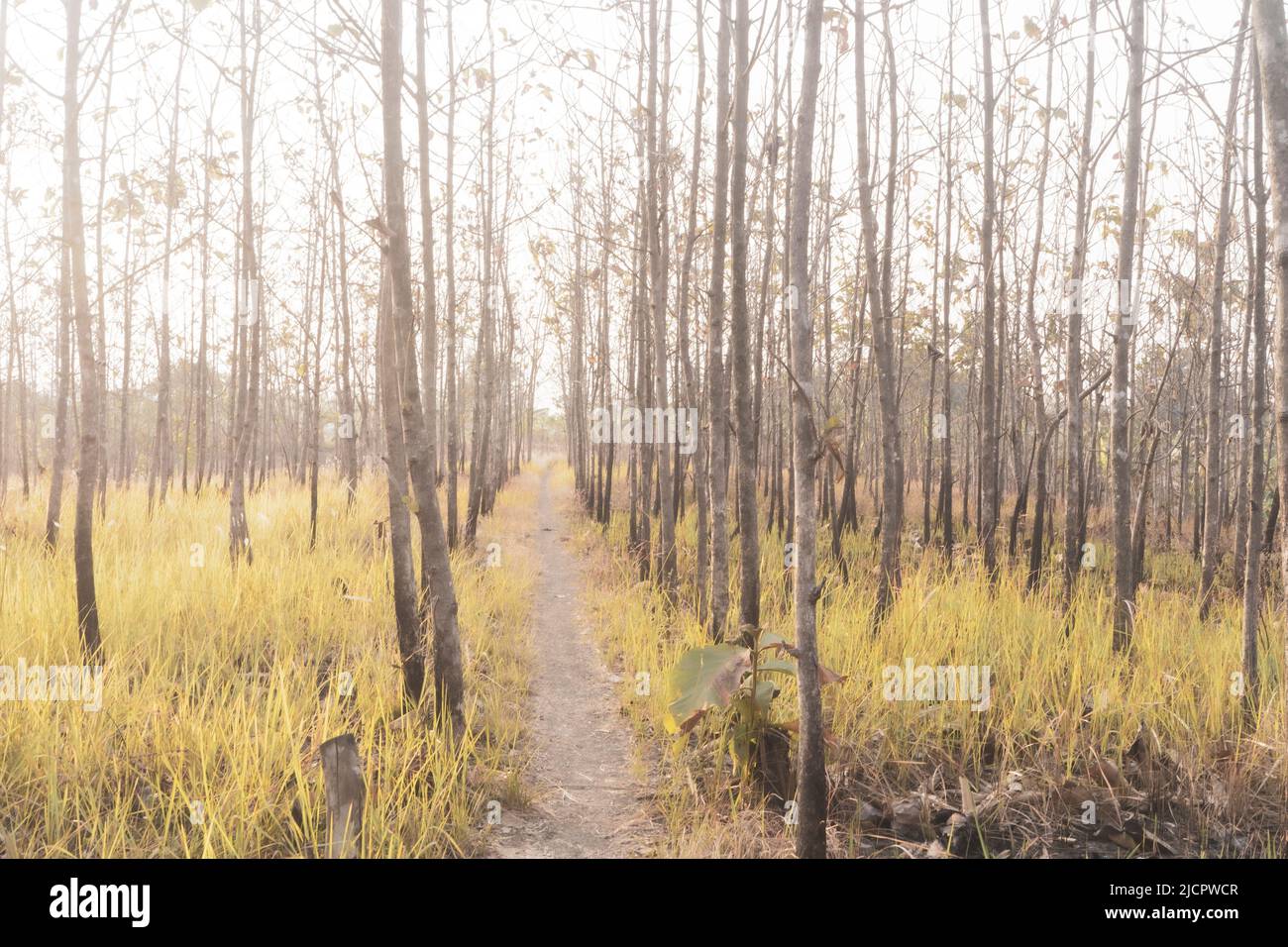 Nature wallpaper of pine forest with hue color grading Stock Photo - Alamy