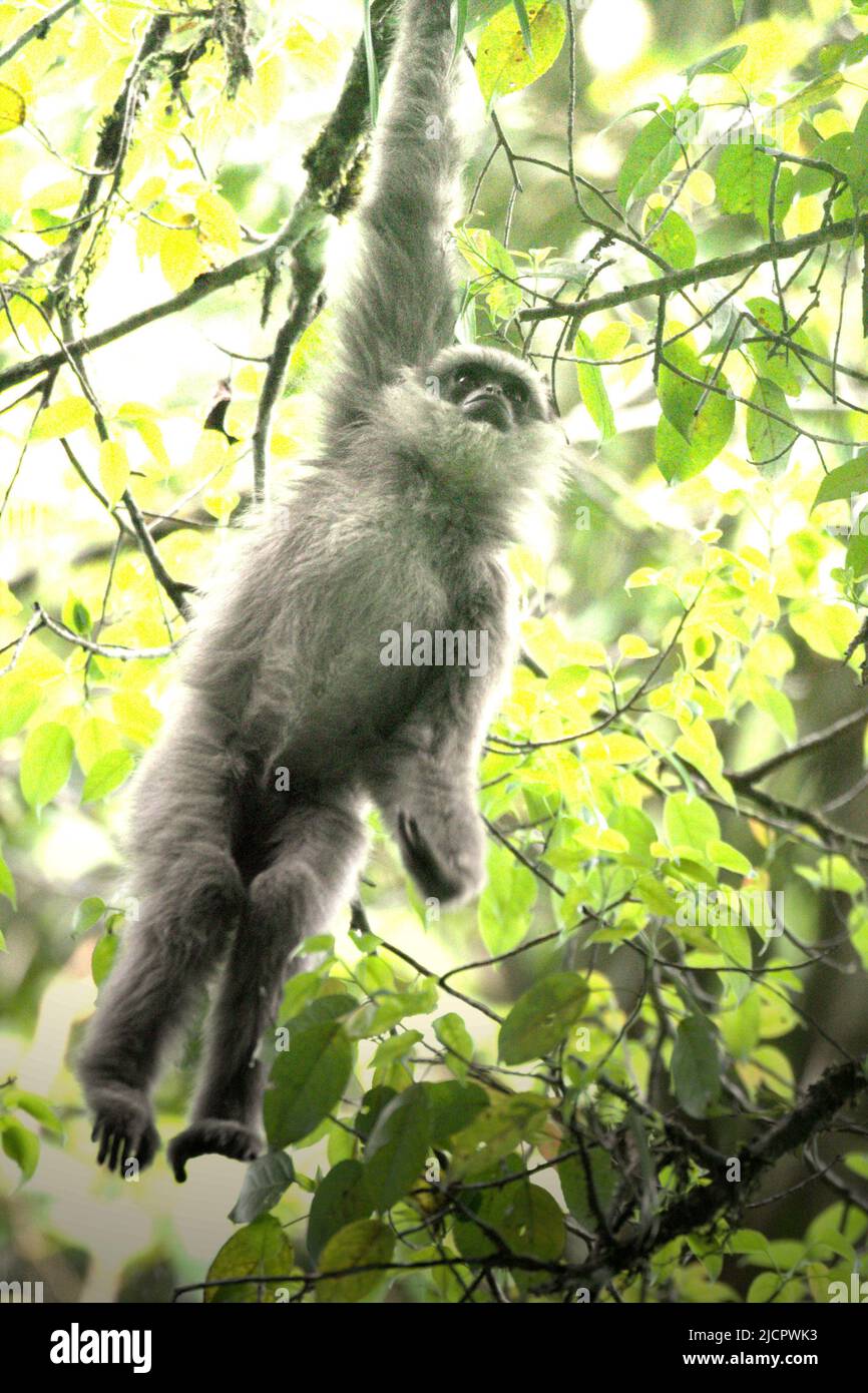 A Javan gibbon (Hylobates moloch, silvery gibbon) foraging in Gunung ...