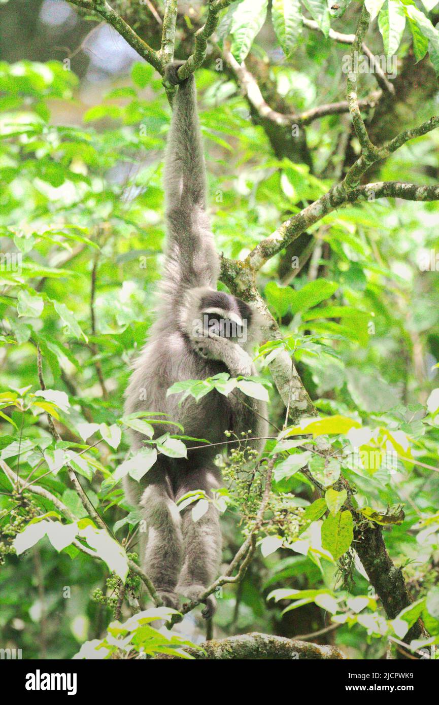 A Javan gibbon (Hylobates moloch, silvery gibbon) foraging in Gunung ...