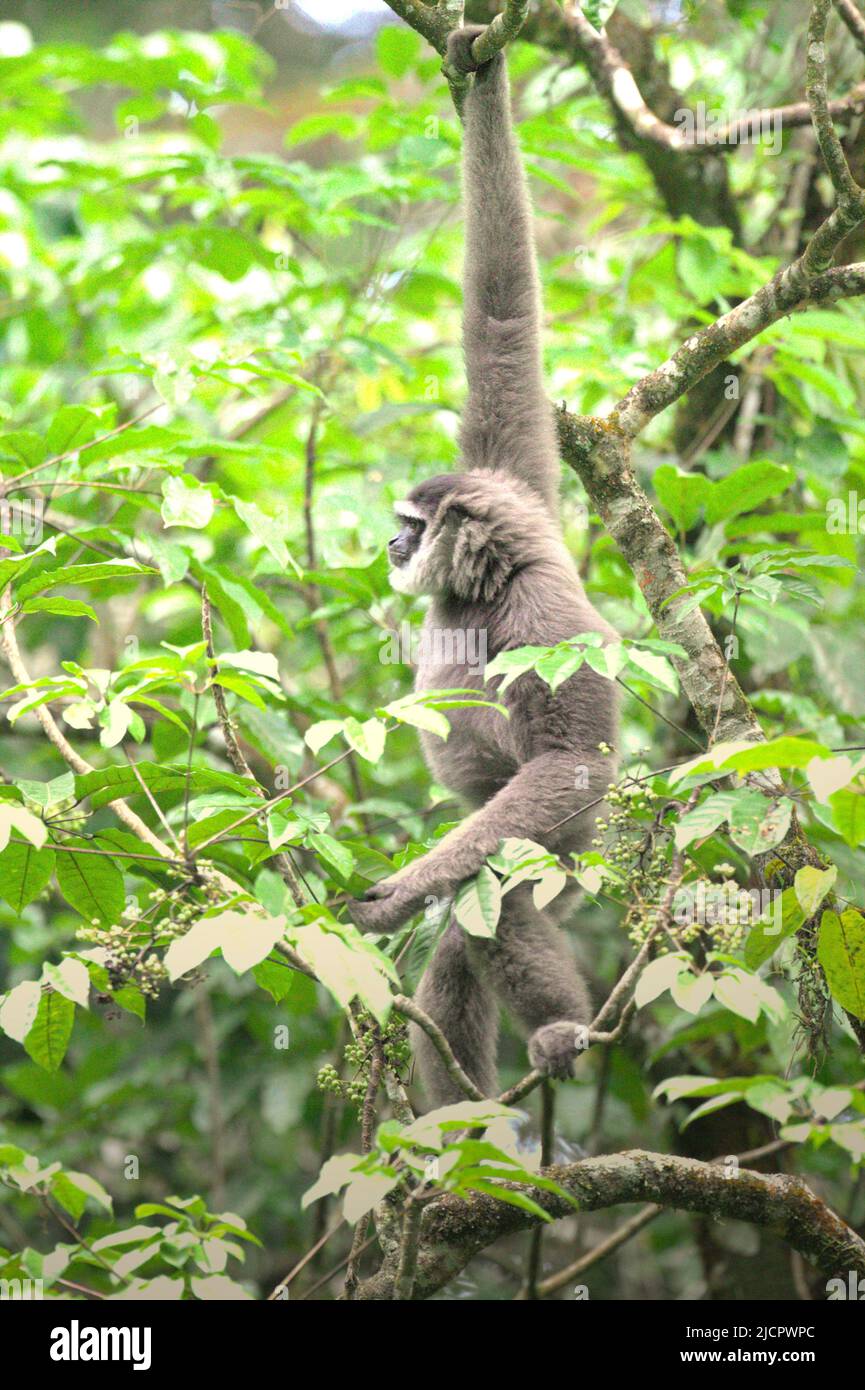 A Javan gibbon (Hylobates moloch, silvery gibbon) foraging in Gunung ...