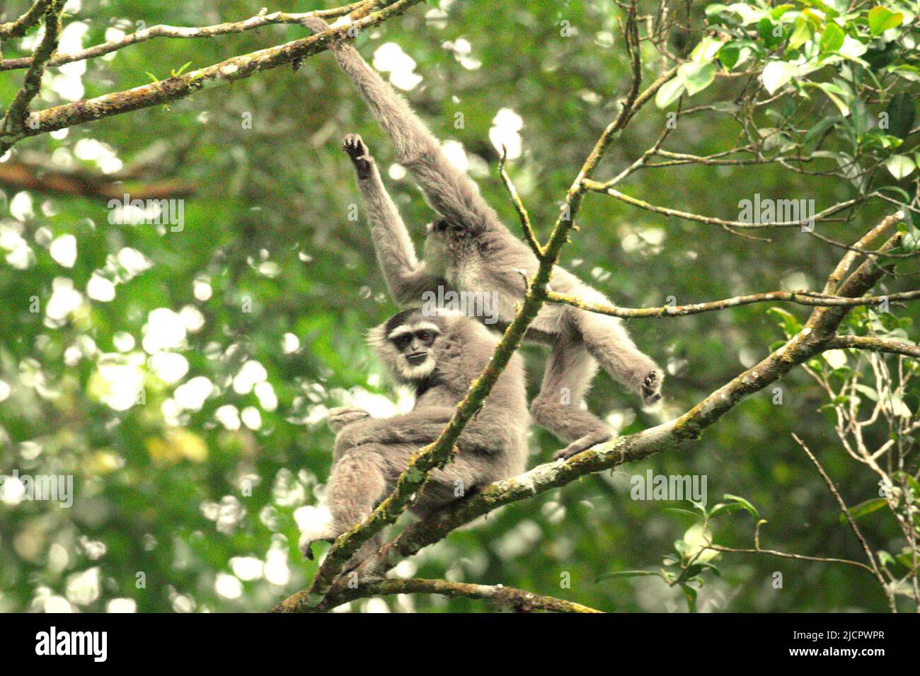 Javan gibbons (Hylobates moloch, silvery gibbon) in Gunung Halimun ...