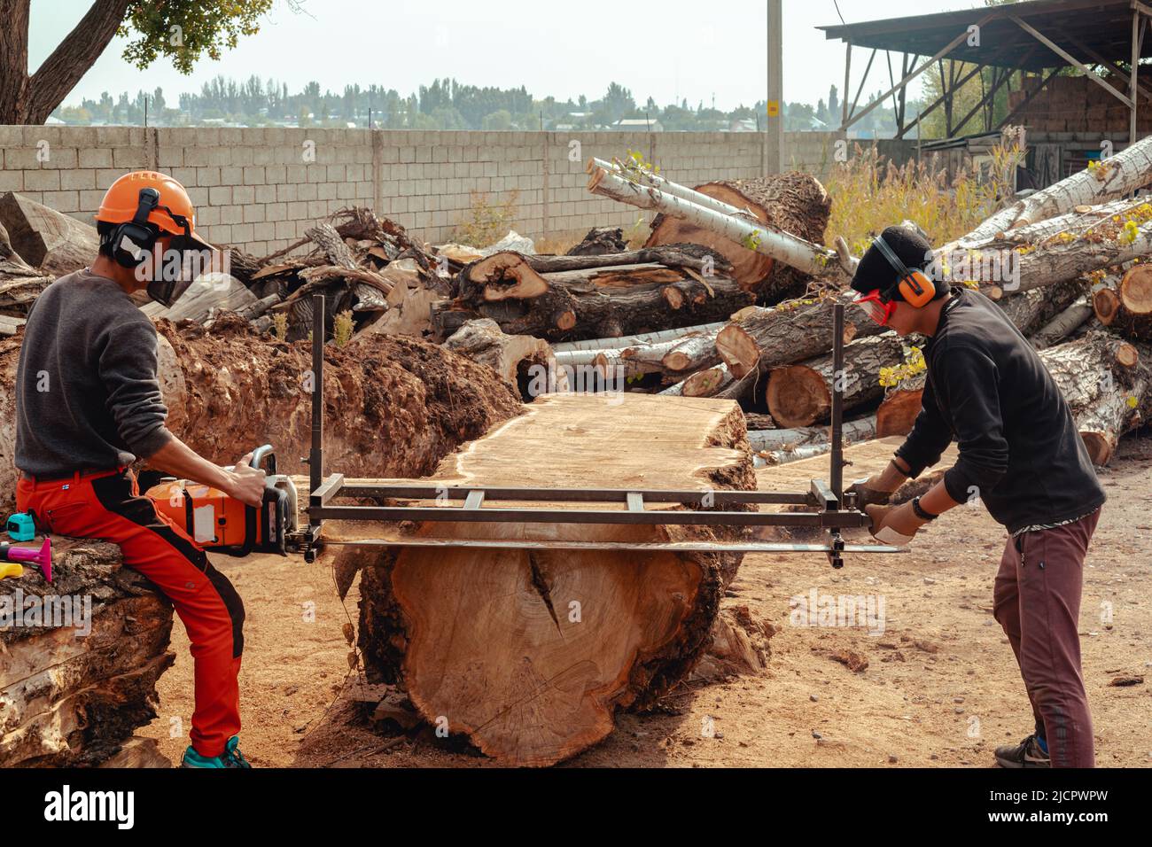Lumberjack cutting tree trunk with giant chainsaw to make wooden planks ...
