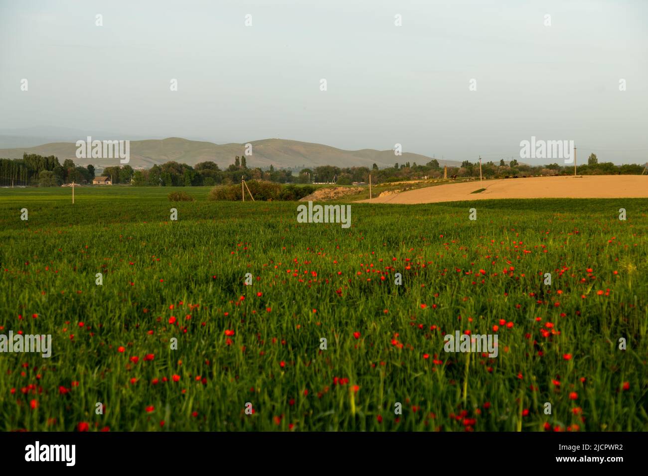 Field of red poppy flowers Stock Photo - Alamy