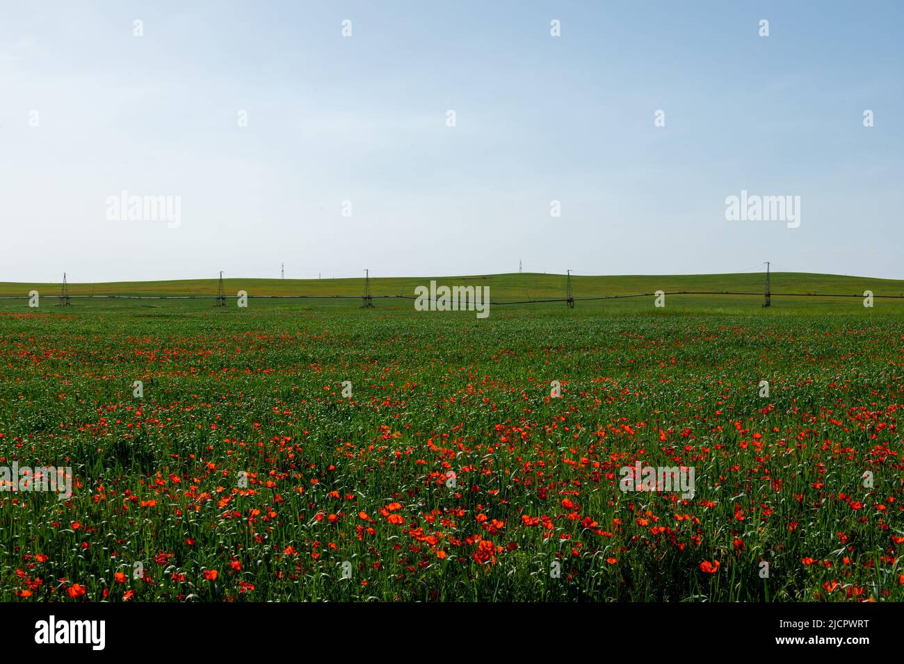 Field of red poppy flowers Stock Photo - Alamy