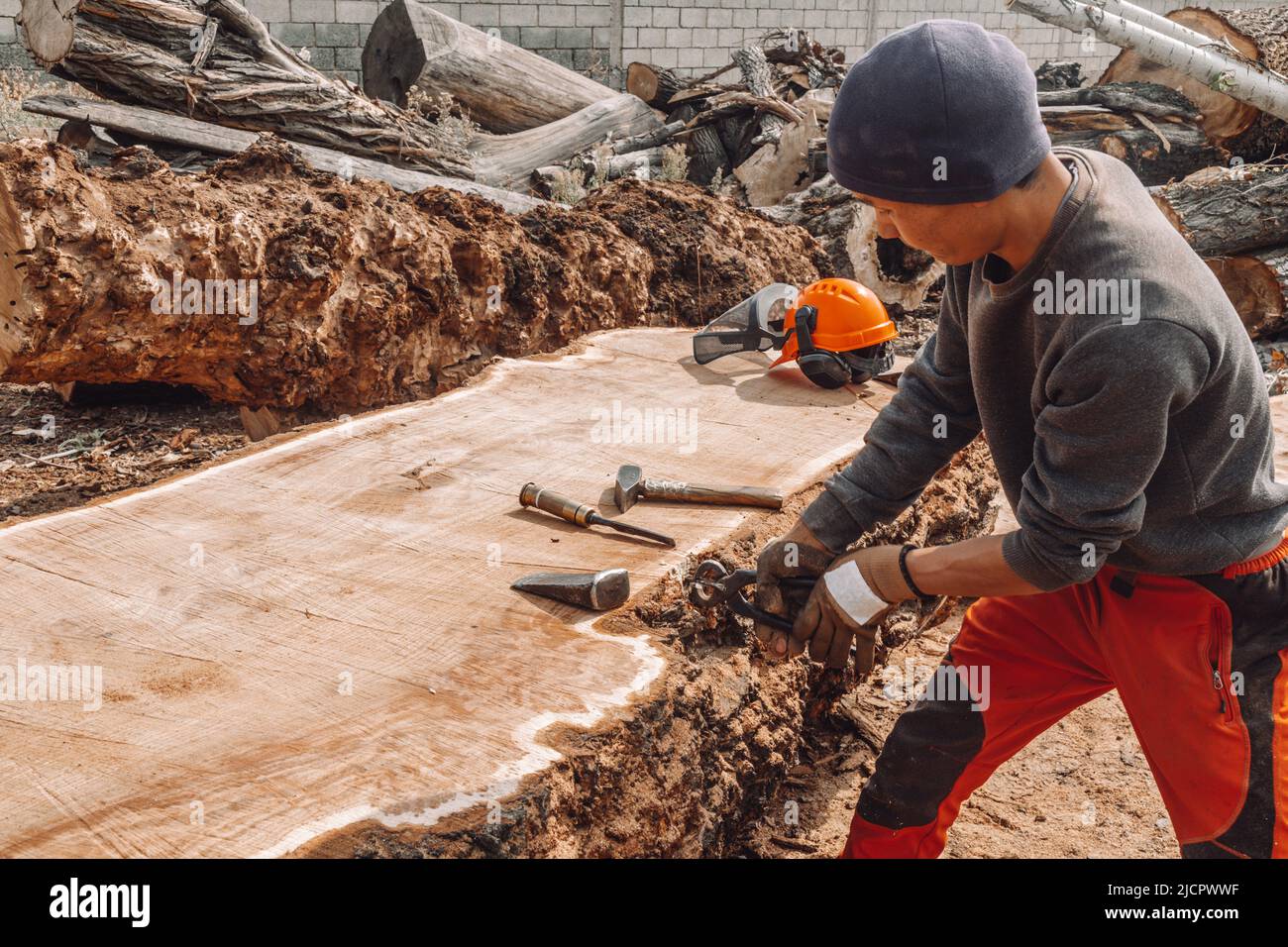 Carpenter removing the metal object with pliers from the tree trunk ...