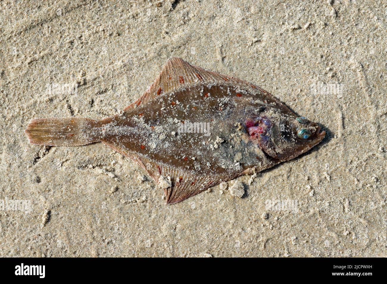 Dead fish on Vejers beach on a windy day at the North Sea Coast in ...