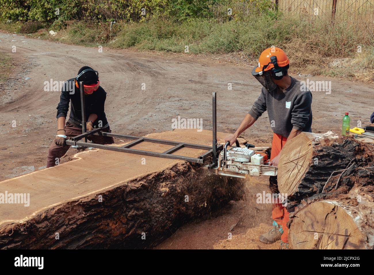 Lumberjack cutting tree trunk with giant chainsaw to make wooden planks ...