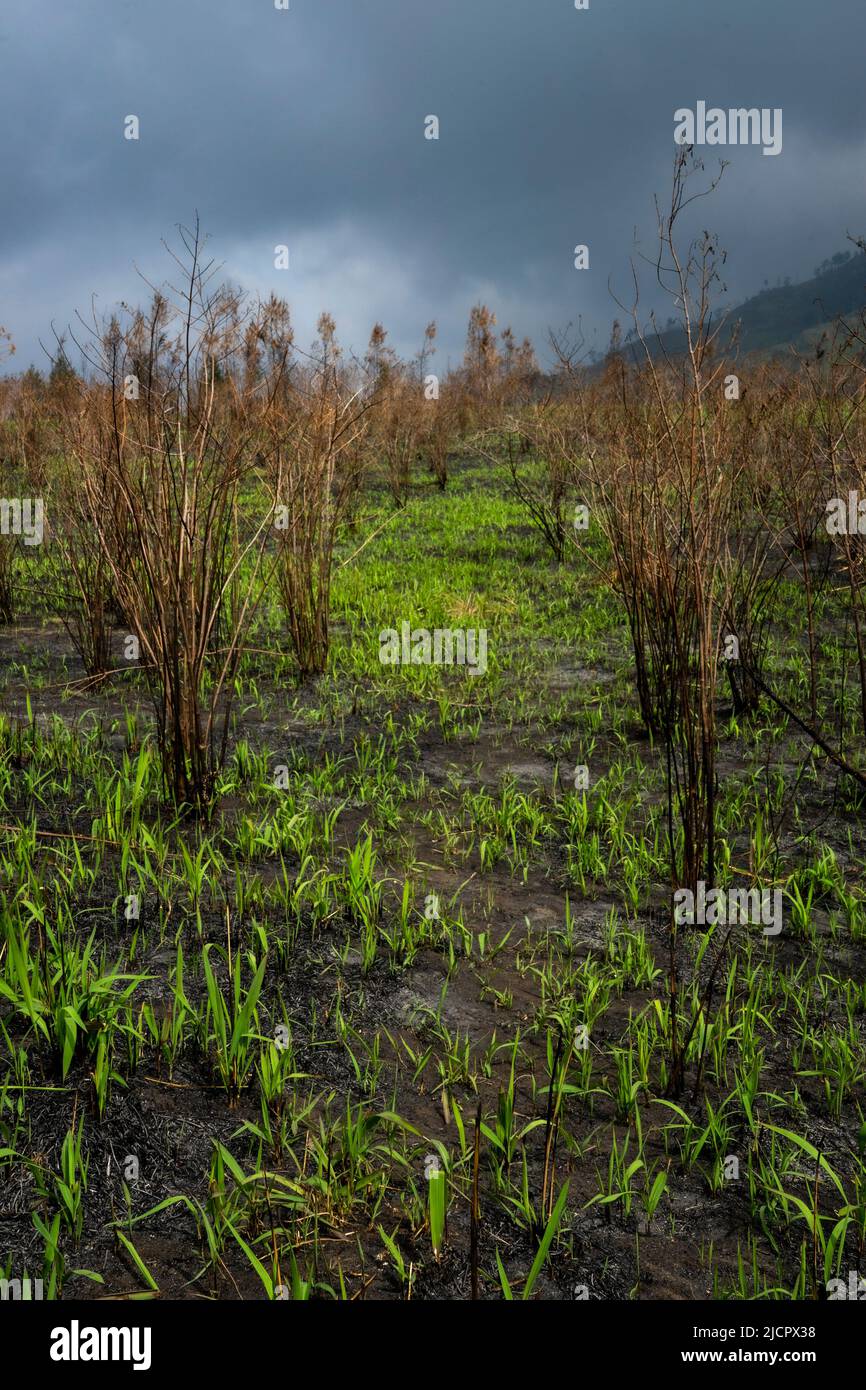Trees and grass was badly burned at the natural forest after burning ...