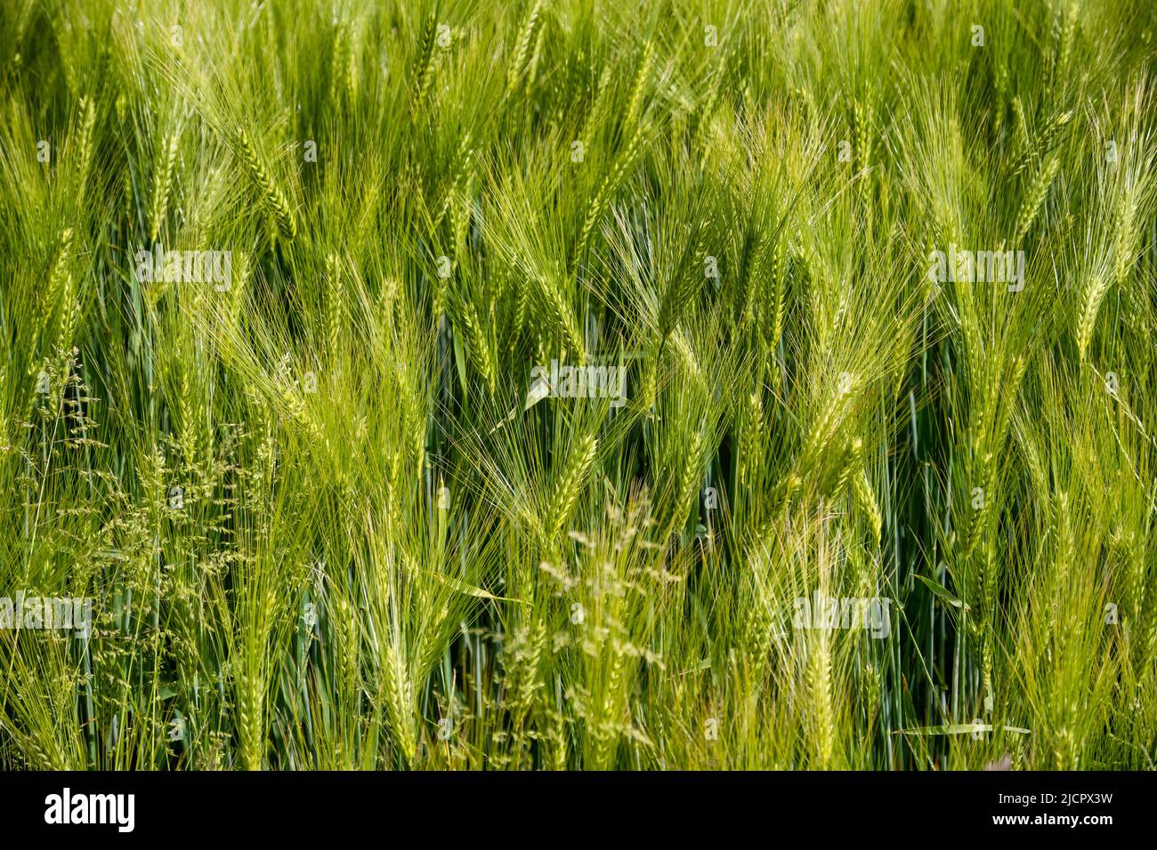 Barley agriculture hi-res stock photography and images - Alamy