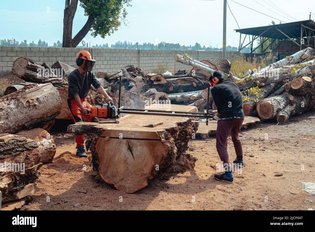 Lumberjack cutting tree trunk with giant chainsaw to make wooden planks ...