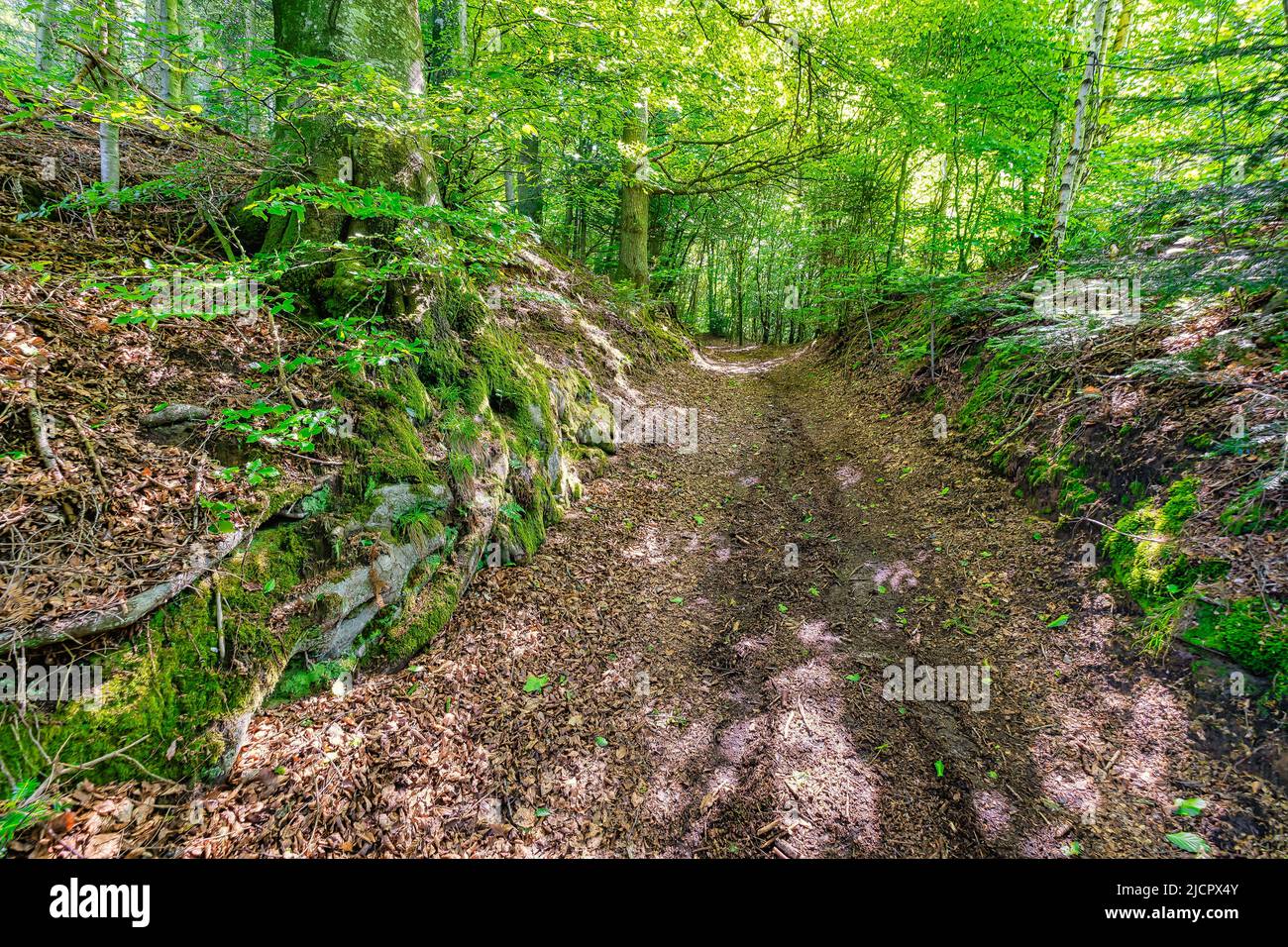 Walking path Grejs Valley natural reserve near Vejle, Denmark Stock ...