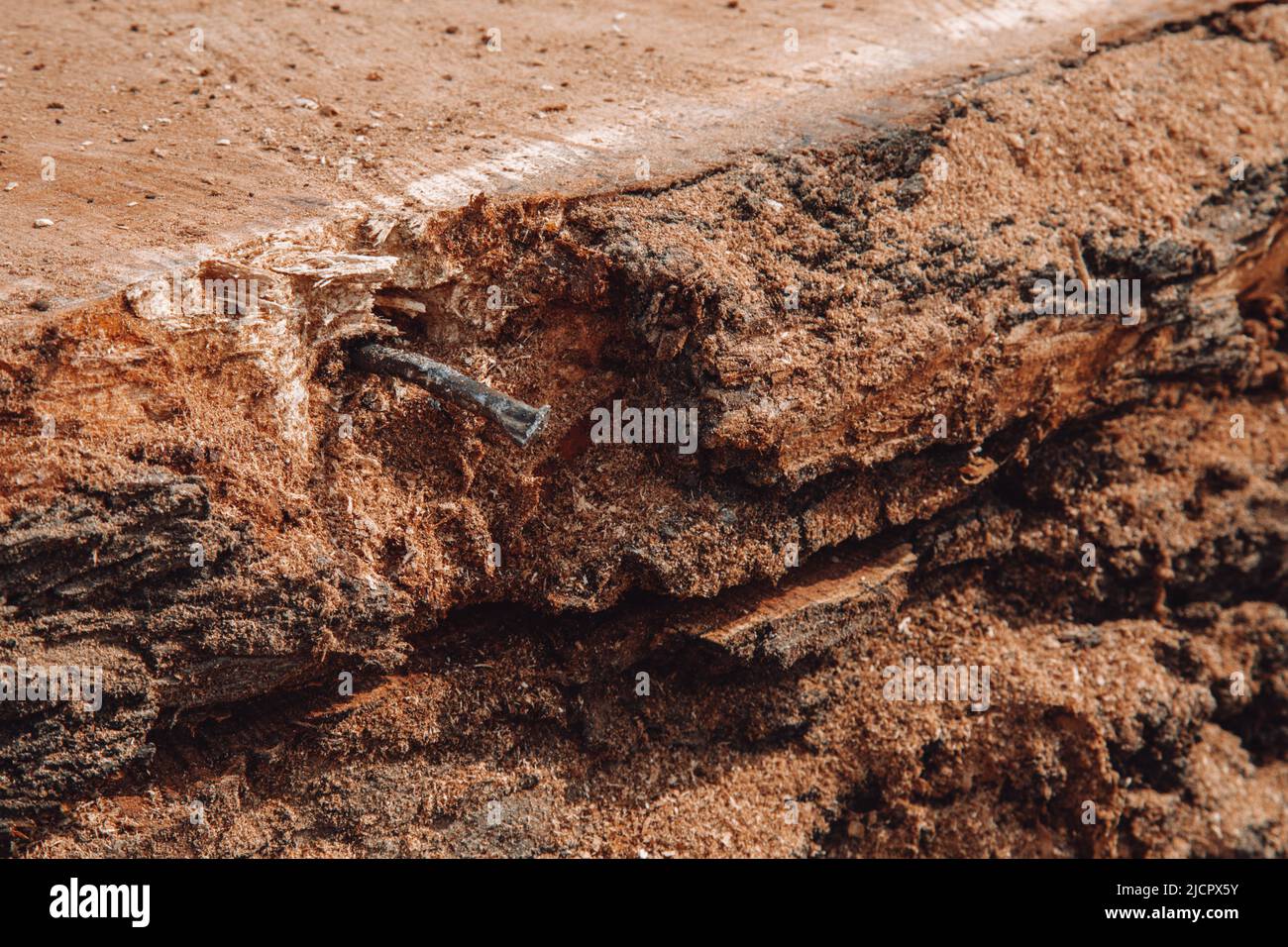 Close up of metal object stuck in the tree trunk. Process of making a ...