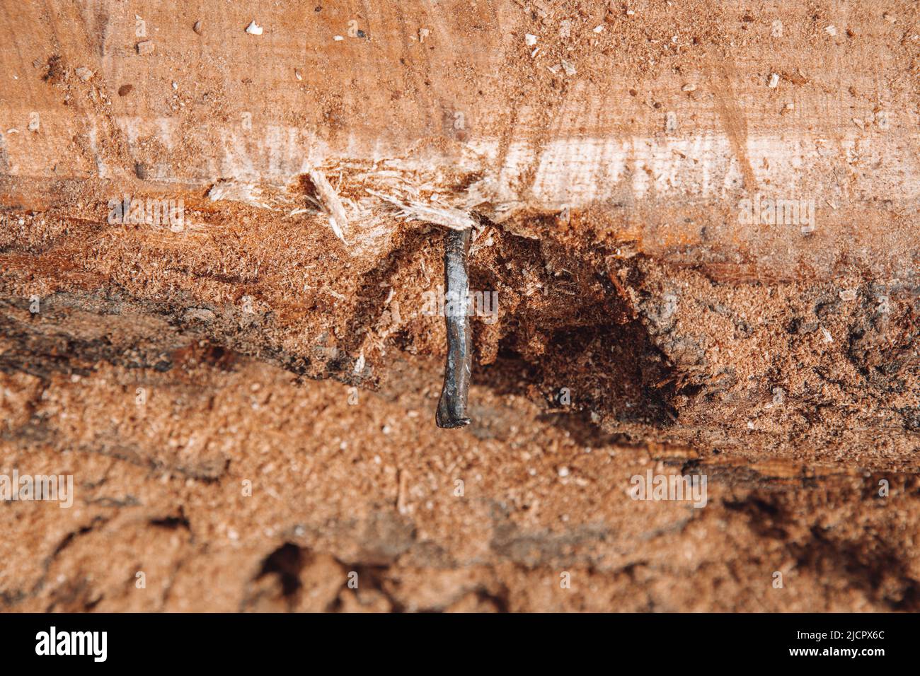 Close up of metal object stuck in the tree trunk. Process of making a ...