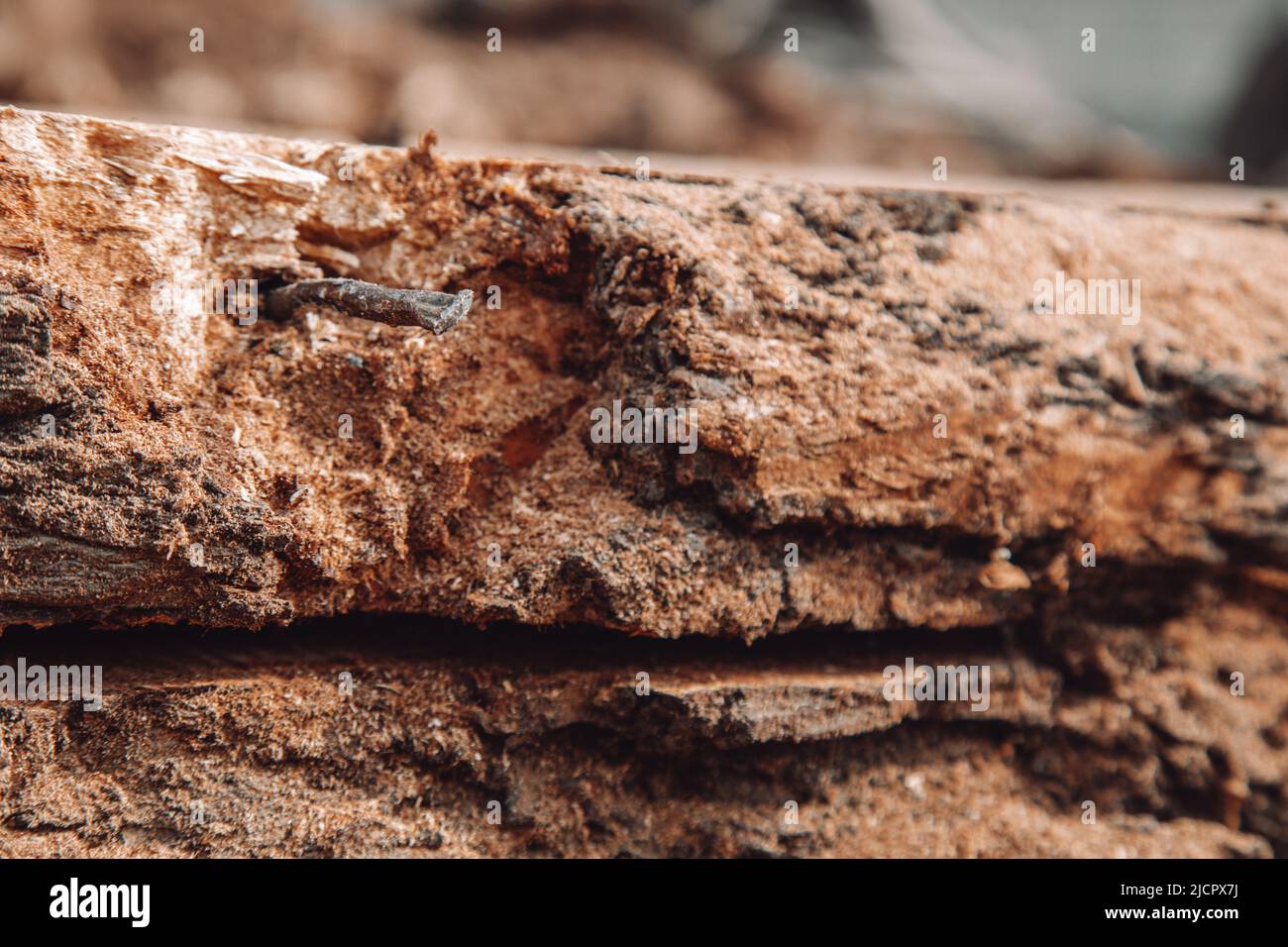 Close up of metal object stuck in the tree trunk. Process of making a ...