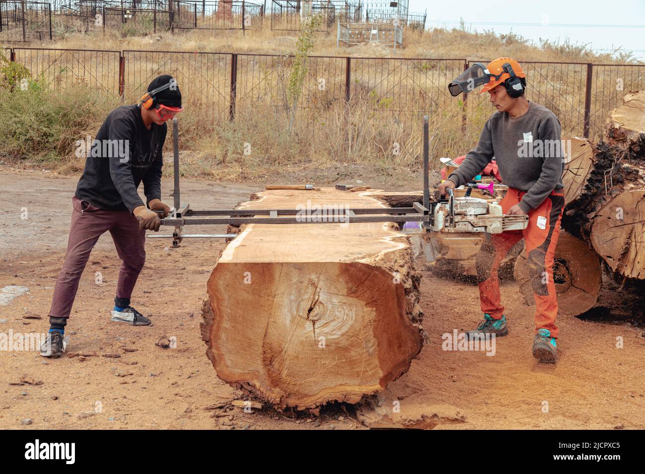 Lumberjack cutting tree trunk with giant chainsaw to make wooden planks ...