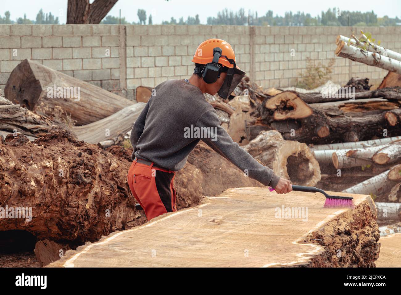 Lumberjack cleaning the surface of tree trunk from sawdust after ...