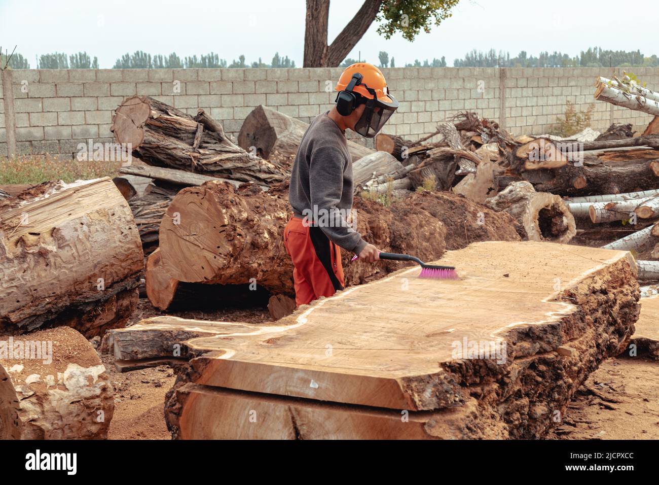Lumberjack cleaning the surface of tree trunk from sawdust after ...