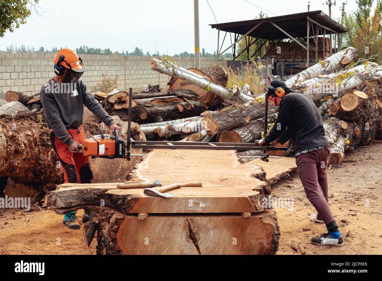 Lumberjack cutting tree trunk with giant chainsaw to make wooden planks ...