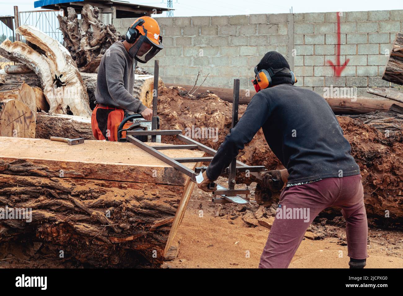Lumberjack cutting tree trunk with giant chainsaw to make wooden planks ...