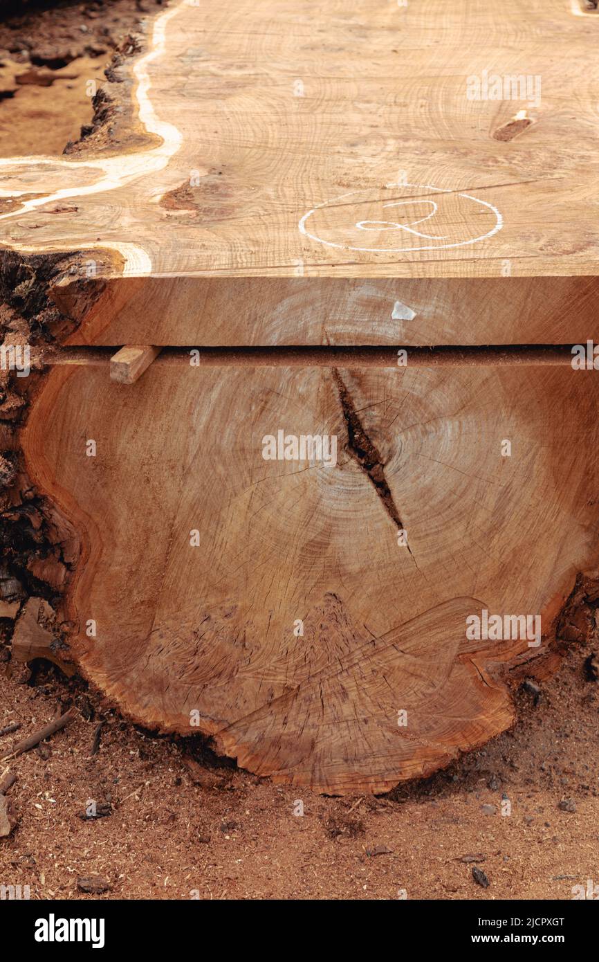 Cut tree trunk in the sawmill. Wood production Stock Photo - Alamy