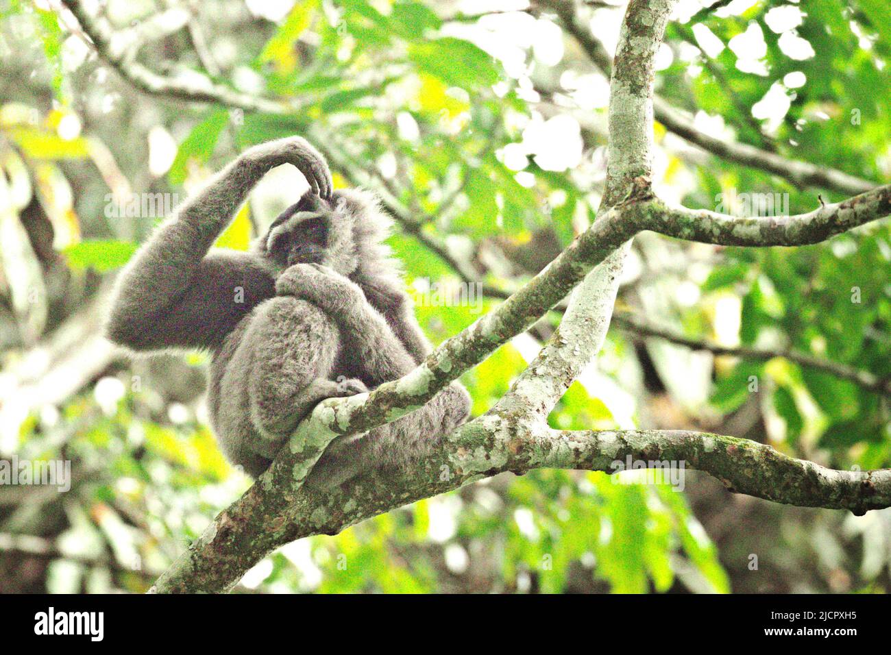 Portrait of a Javan gibbon (Hylobates moloch, silvery gibbon) in Gunung ...