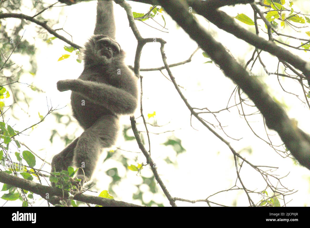 A Javan gibbon (Hylobates moloch, silvery gibbon) in Gunung Halimun ...