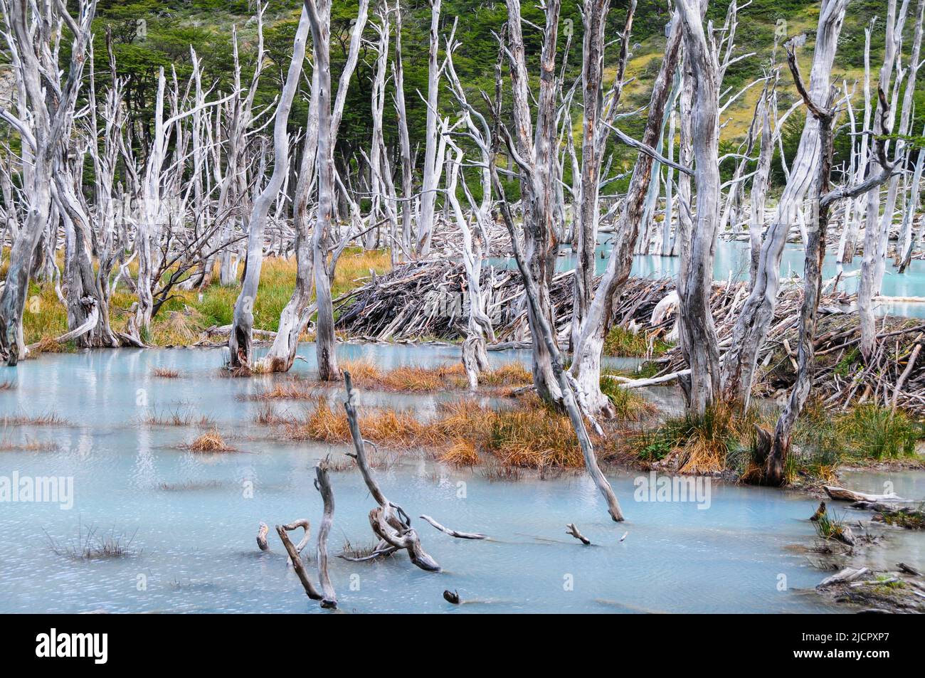 Tree trunk sticking out into the water hi-res stock photography and ...