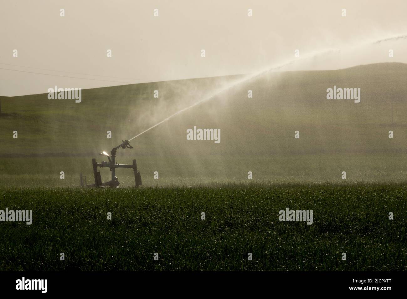 Closeup of Guns Sprinkler Irrigation System Watering Wheat Field Stock ...
