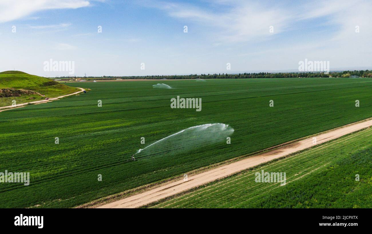 Aerial view of Guns Sprinkler Irrigation System Watering Wheat Field ...