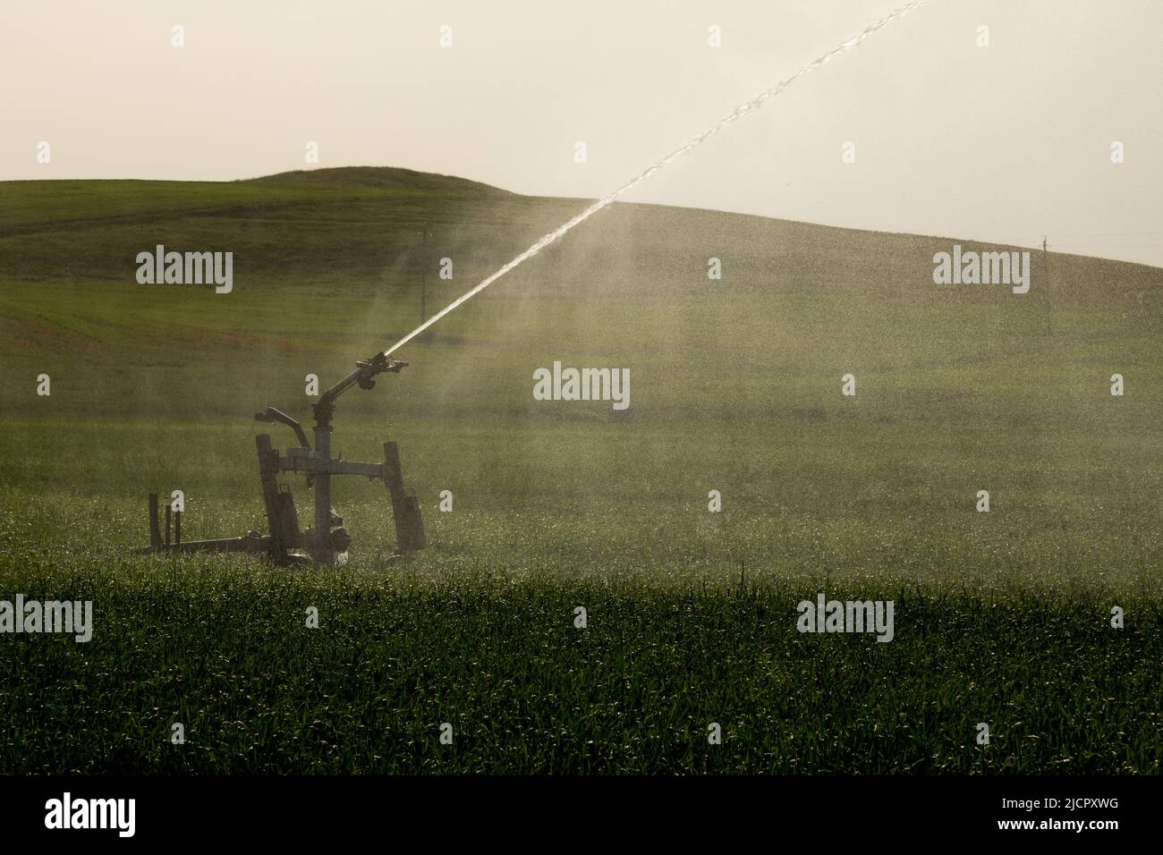 Closeup of Guns Sprinkler Irrigation System Watering Wheat Field Stock ...