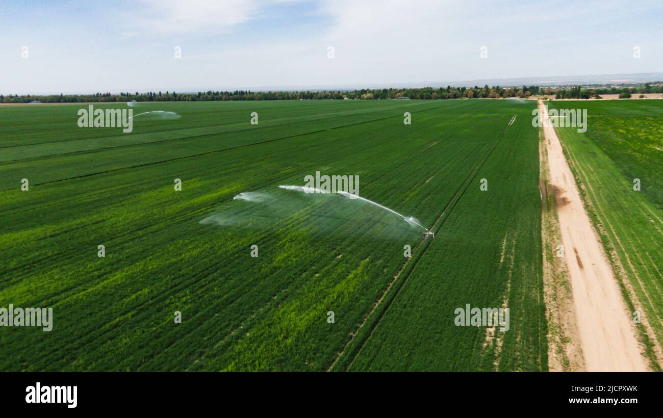 Aerial view of Guns Sprinkler Irrigation System Watering Wheat Field ...
