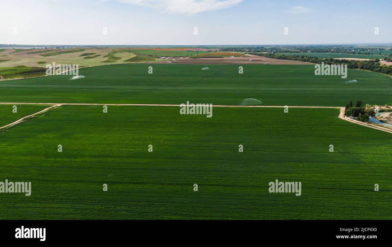 Aerial view of Guns Sprinkler Irrigation System Watering Wheat Field ...