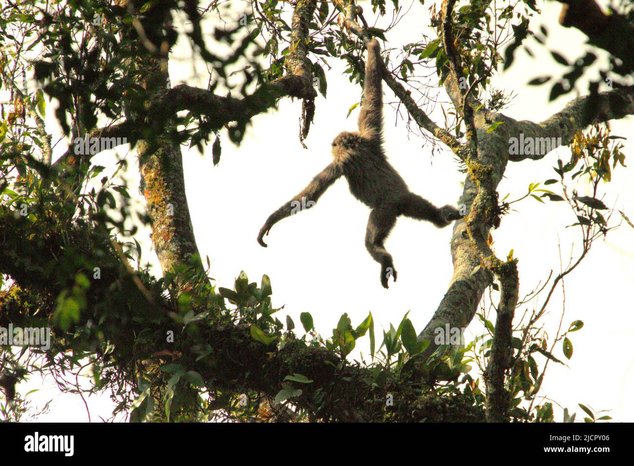 A Javan gibbon (Hylobates moloch, silvery gibbon) traveling below ...
