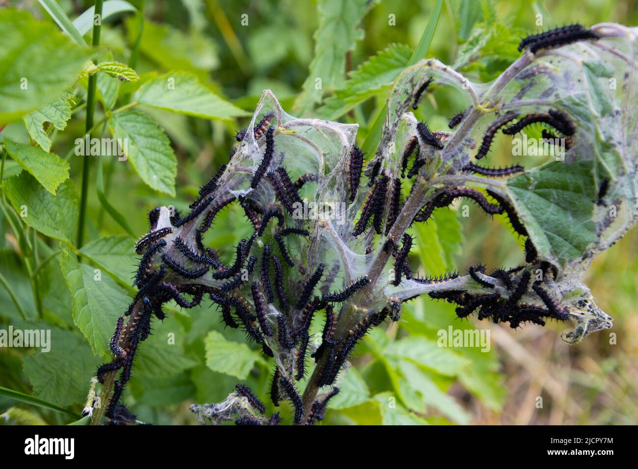 Silk nest with freshly hatched caterpillars of the peacock butterfly ...